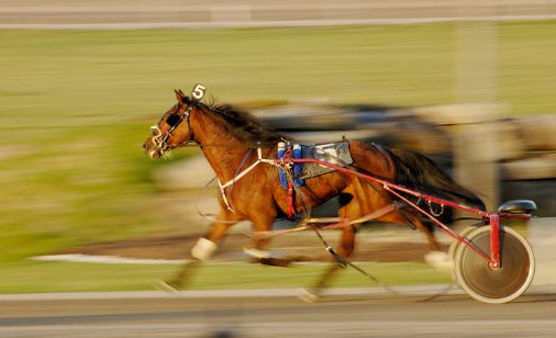 How Much Do Harness Races Pay Out? - TheHorseBet.com